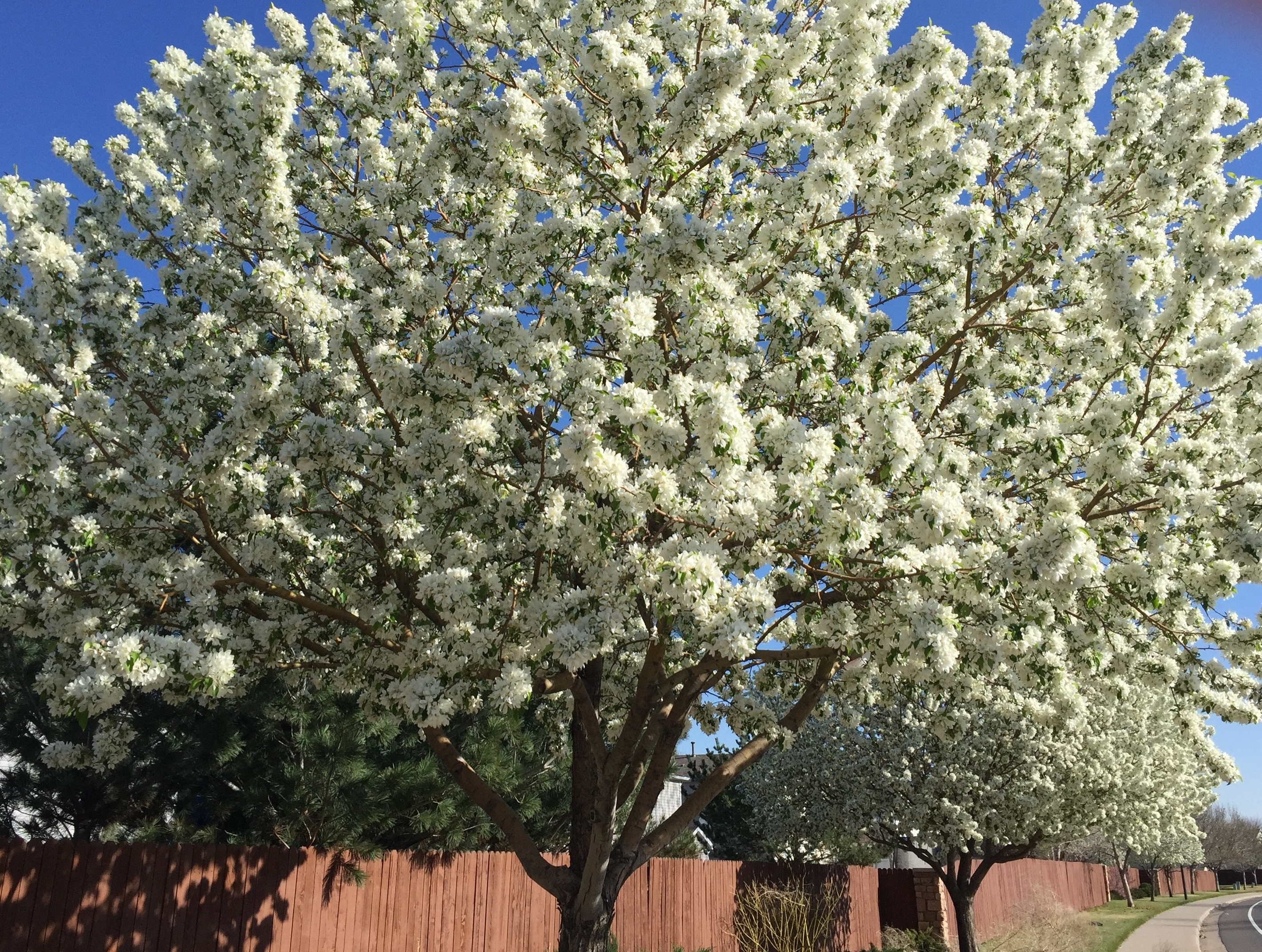 Spring has Fully Sprung – Welcome to the Online Home of Rhonda ...
